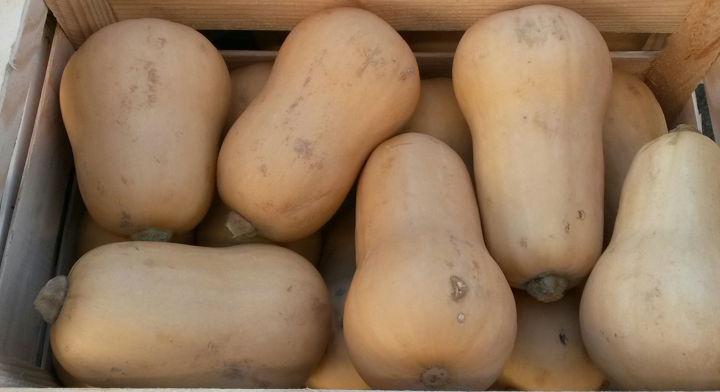 Courge Butternut bio – Dolce Terra
