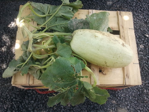 Courge Éponge végétale luffa – Dolce Terra